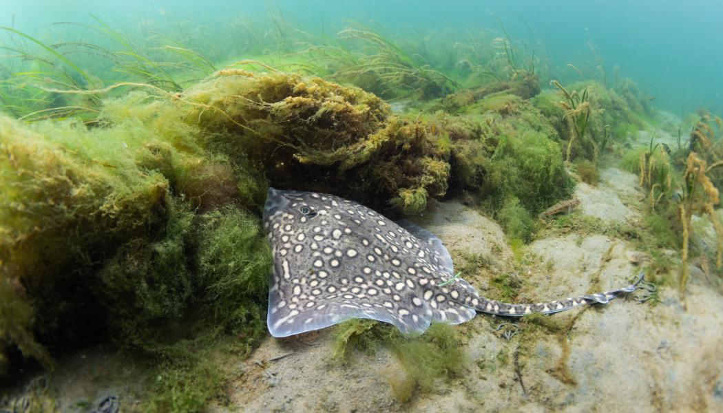 Havets Hus i Lysekil fyller 30 år | SPORTochFRITIDSnyheter.se